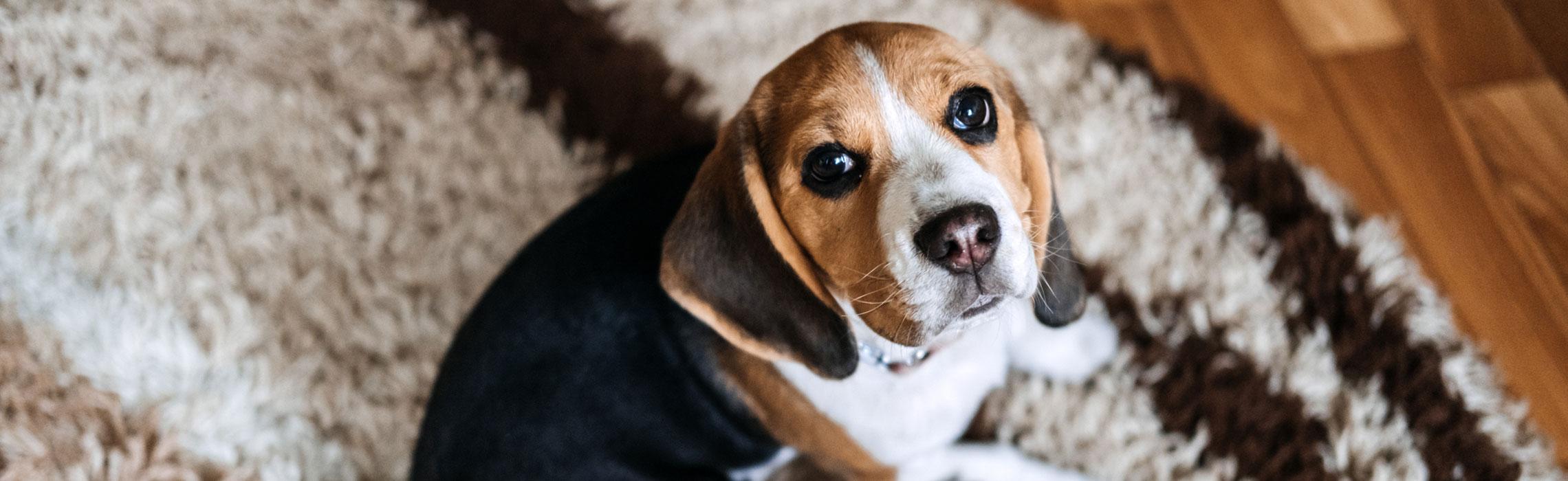 Problemi intestinali nel cane | 365g